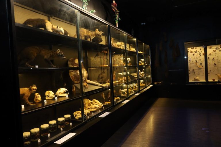 FCCM: Museu de Marabá de portas abertas para um passeio que une ... FCCM: Museu de Marabá de portas abertas para um passeio que une ...